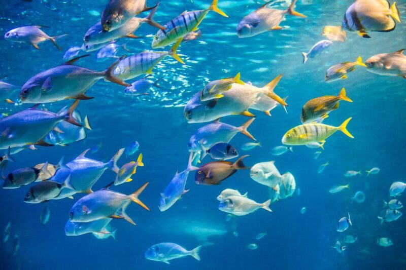 Oahu: Waikiki Glass Bottom Boat Sunset Cruise - The Sum Up: Who Should Consider This Sunset Cruise?