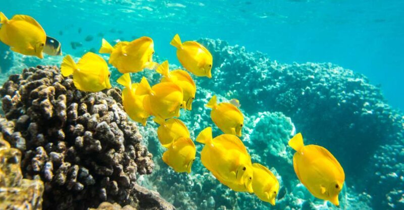 Oahu: Waikiki Snorkel and Sailing Trip with Lunch - Key Points