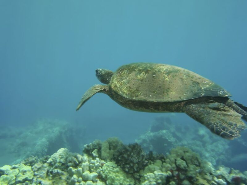 Oahu: Waikiki Snorkel and Sailing Trip with Lunch - FAQ: Common Questions about the Waikiki Snorkel and Sailing Trip