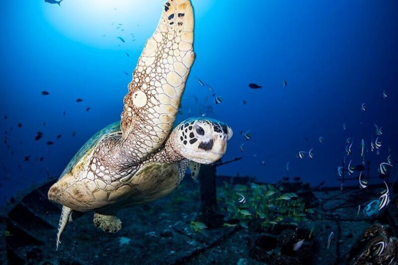 Oahu: Waikiki Submarine Tour - The Experience: What to Expect from Start to Finish