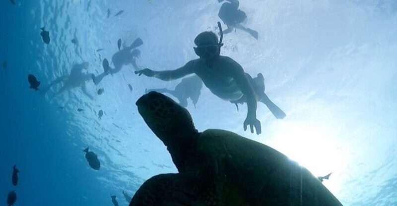 Oahu: Waikiki Turtle Snorkeling Adventure Cruise - Final Thoughts