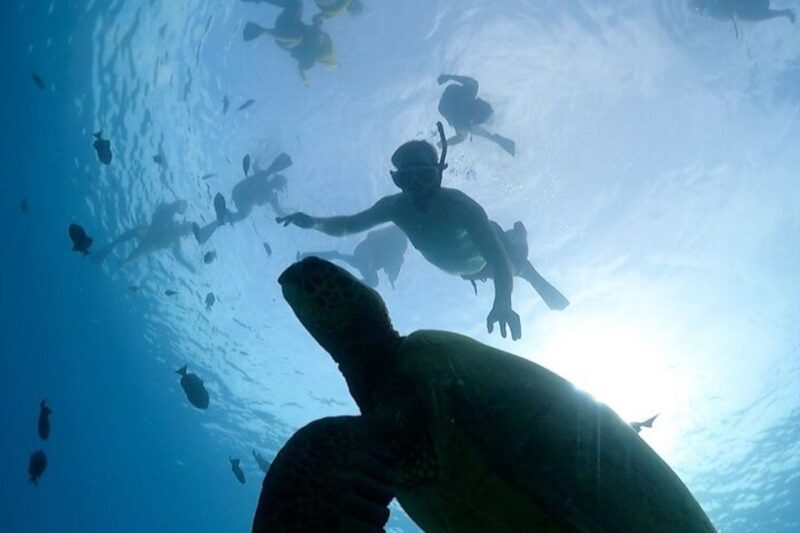 Oahu: Waikiki Turtle Snorkeling Adventure Cruise - Frequently Asked Questions