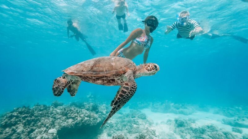 Oahu: Waikiki Turtle Snorkeling Adventure - Setting the Scene: What to Expect on This Snorkeling Tour