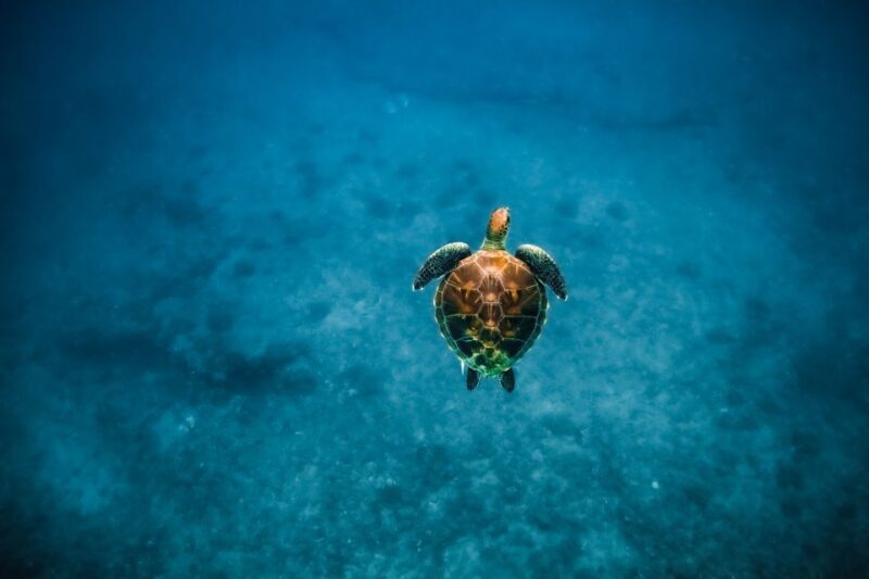 Oahu: Waikiki Turtle Snorkeling Adventure - Authenticity and Reviews: What Travelers Say