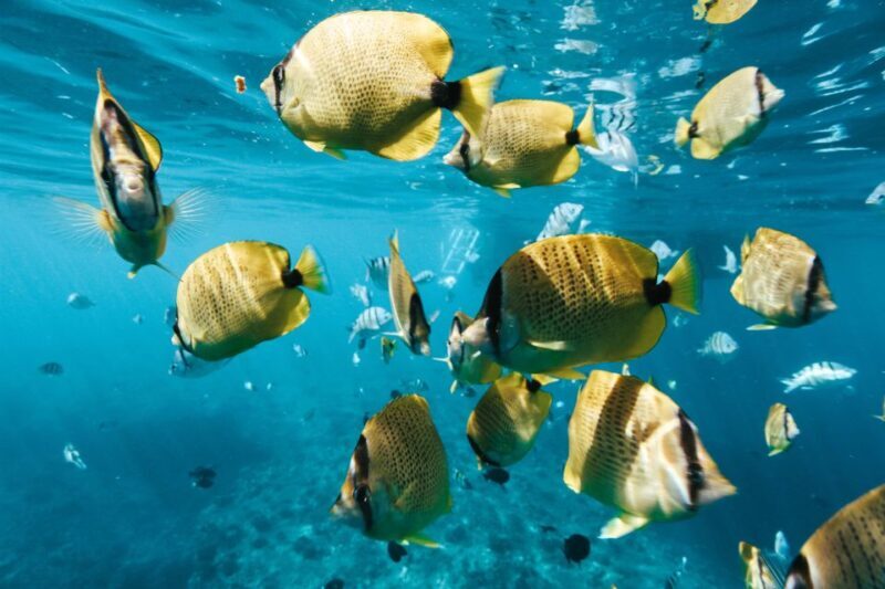 Oahu: Waikiki Turtle Snorkeling Adventure - Why This Tour Is a Good Value