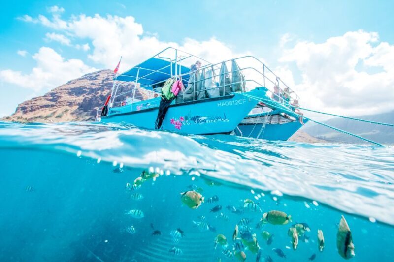 Oahu: Waikiki Turtle Snorkeling Adventure - The Sum Up: Who Should Book This Tour?