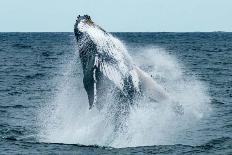 Oahu: Waikiki Whale Watching Cruise - Limitations
