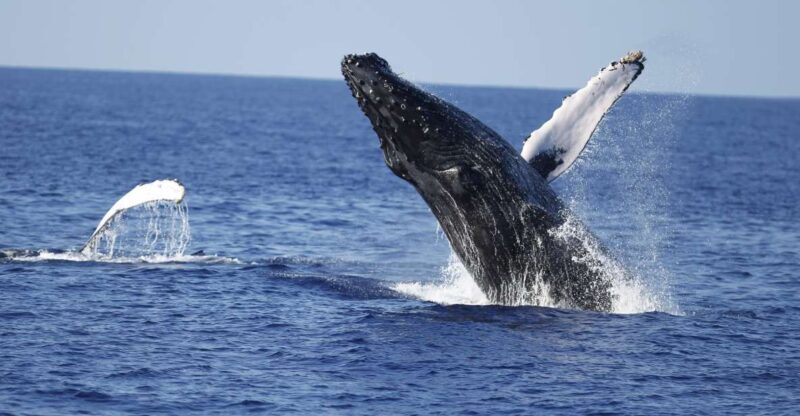 Oahu: Waikiki Whale Watching Tour-Donut and Coffee Included - An Authentic Marine Encounter with Added Culture