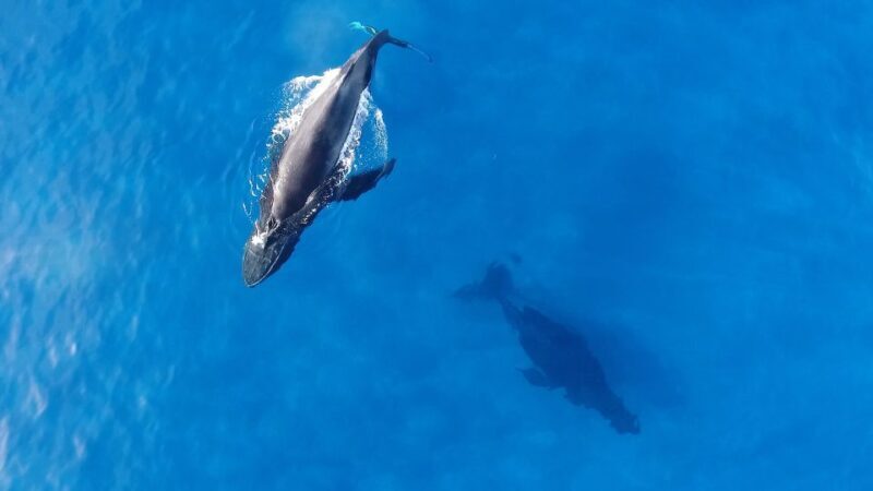 Oahu: Waikiki Whale Watching Tour-Donut and Coffee Included - Practical Information & Value Assessment