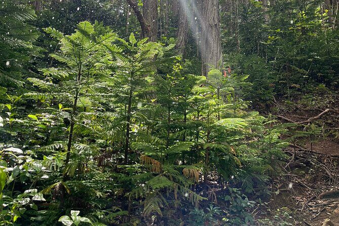 Oahu Waterfall Hike-Garden-Beach Road Trip, Waikiki to Lanikai - Hoomaluhia Botanical Gardens: A Tropical Oasis