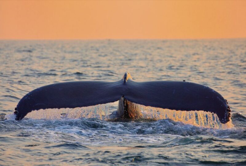 O'ahu West Coast Whale Watching and Turtle Snorkeling - Guides and Group Size: Enhancing the Experience