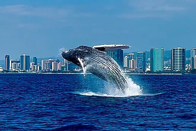 Oahu Whale Watch Tour & Waikiki Sunset Boat Tour - An In-Depth Look at the Tour