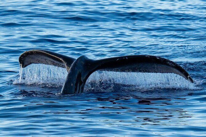 Oahu Whale Watch Tour & Waikiki Sunset Boat Tour - Practical Details & Tips