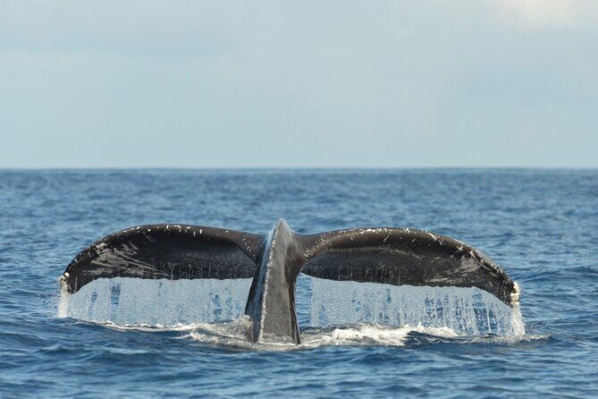 Oahu Whale Watch Tour & Waikiki Sunset Boat Tour - Who Should Consider This Tour?