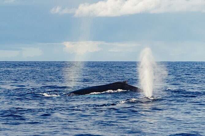 Oahu Whale Watch Tour & Waikiki Sunset Boat Tour - FAQs
