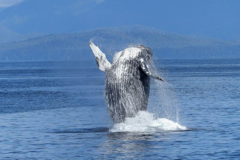 Oahu: Whale Watching Afternoon Sailing Cruise - Key Points