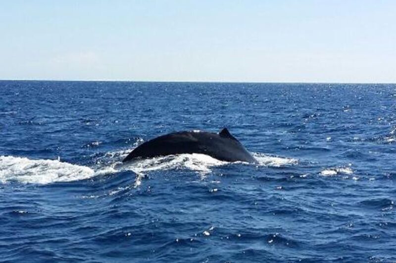Oahu: Whale Watching Afternoon Sailing Cruise - What to Expect on the Water