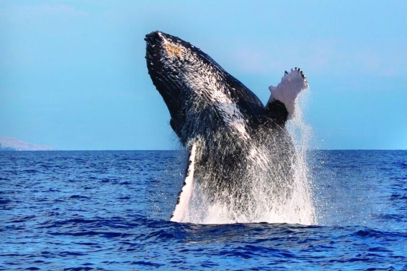 Oahu: Whale Watching Afternoon Sailing Cruise - Learning and Wildlife Observation