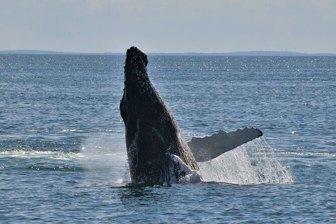 Oahu Whale Watching Catamaran Sail Experience - Why Choose This Tour?