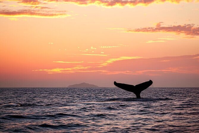 Oahu Whale Watching Catamaran Sail Experience - The Sum Up