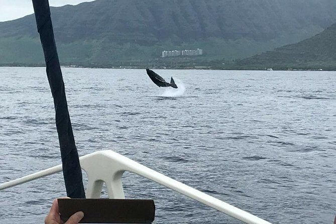 Oahu Whale Watching Excursion - What to Expect During Your Whale Watching Adventure