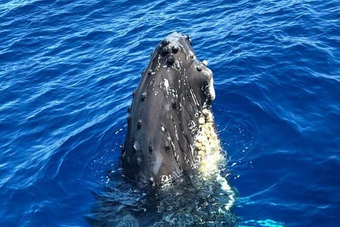 Oahu Whale Watching Excursion - Analyzing the Value and Pricing