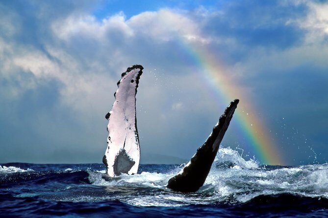 Oahu Whale Watching Excursion - Practical Tips for Your Whale Watching Trip