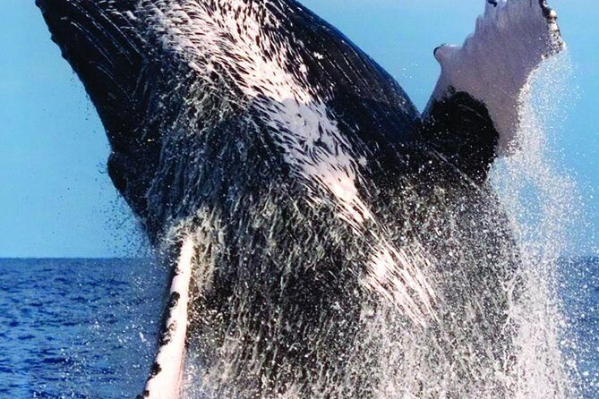 Oahu Whale Watching Excursion - Who’s This Tour Best For?
