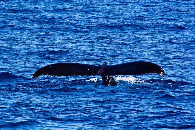 Oahu Whale Watching Excursion - Final Thoughts