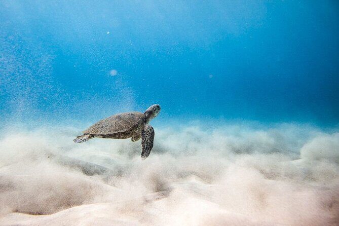 Oahu's Cheapest Circle Island Tour - FAQs