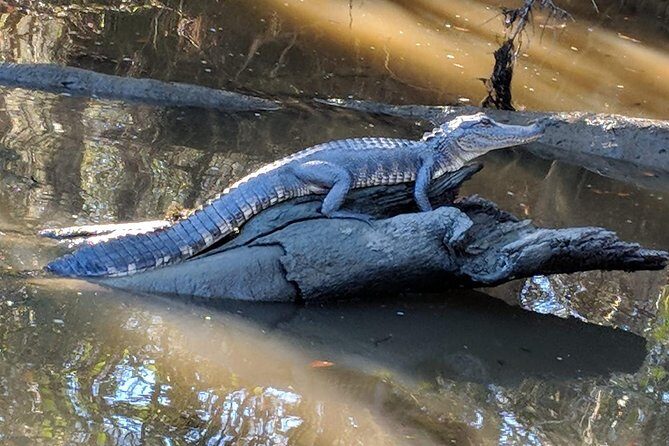 Oak Alley Plantation and Large Airboat Swamp Tour from New Orleans - Frequently Asked Questions