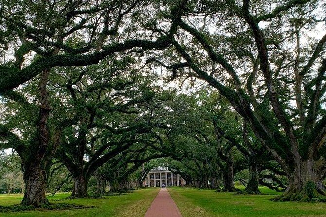Oak Alley Plantation Tour with Transportation - What Reviewers Say