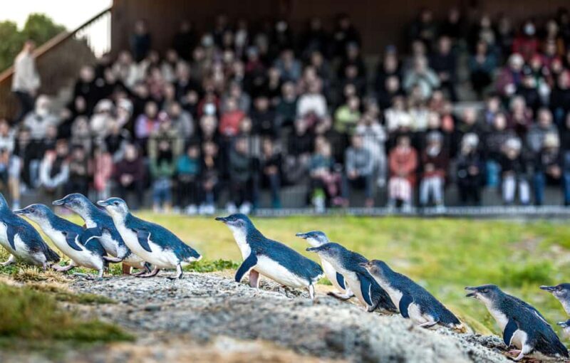 Oamaru: Penguins Evening Viewing Ticket - An In-Depth Look at the Oamaru Penguins Evening Viewing