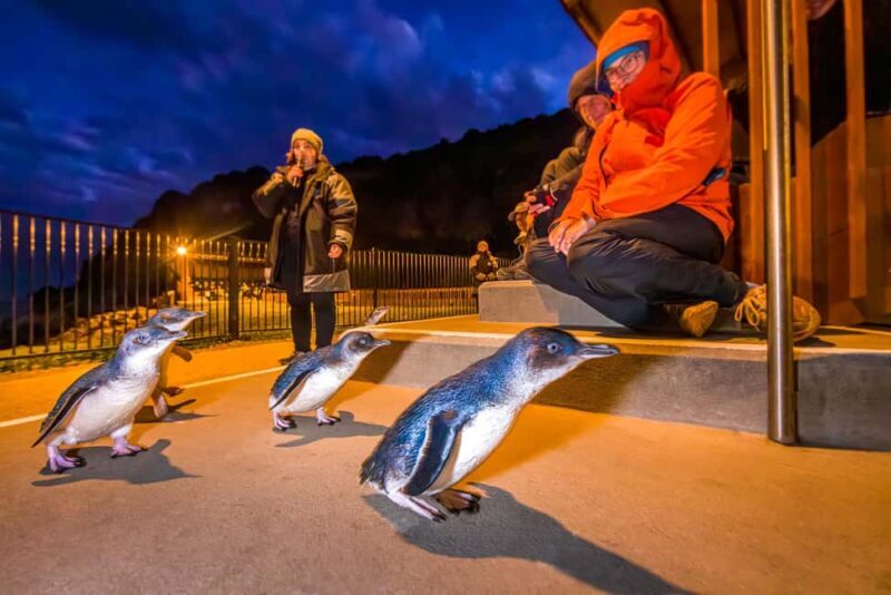 Oamaru: Penguins Evening Viewing Ticket - Frequently Asked Questions