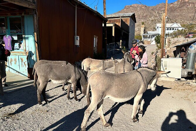 Oatman Mining Camp, Burros, Scenic RT 66 Direct From Las Vegas - Final Thoughts