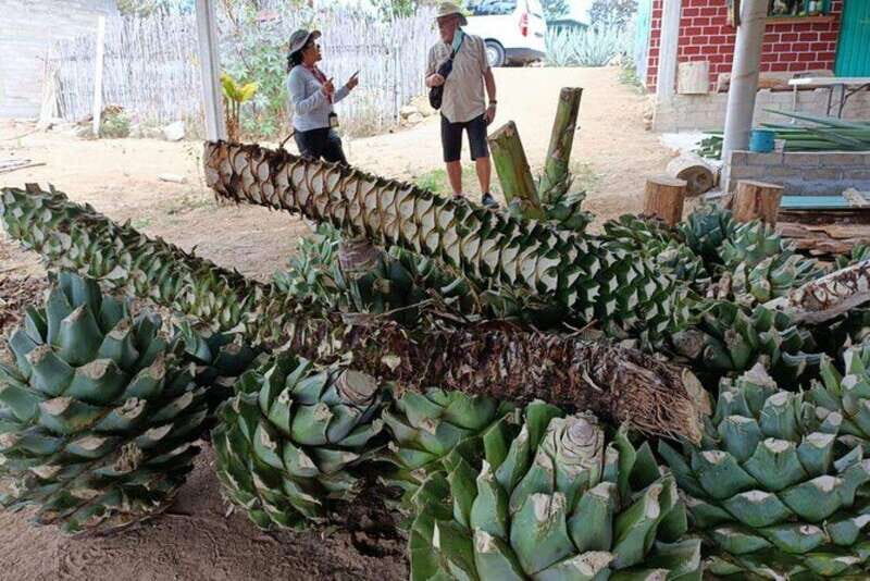 Oaxaca: Ancestral Mezcal Experience - Who Will Benefit Most from This Tour?