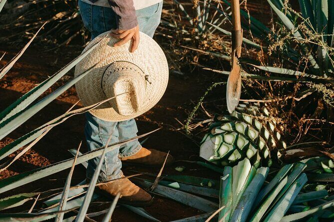 Oaxaca Authentic Mezcal Tasting Experience - Practical Details