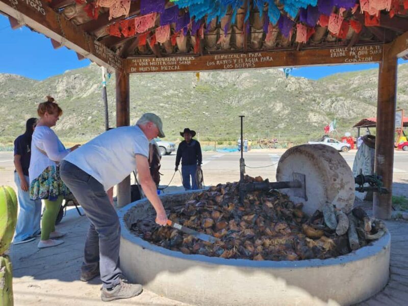 Oaxaca: Barrel-Bus Tour with Pulque, Agave & Mezcal Tastings - What to Know Before You Book