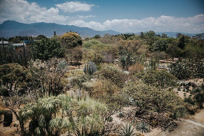 Oaxaca City Walking Tour - Markets, Textile museum & Lunch - Final Thoughts
