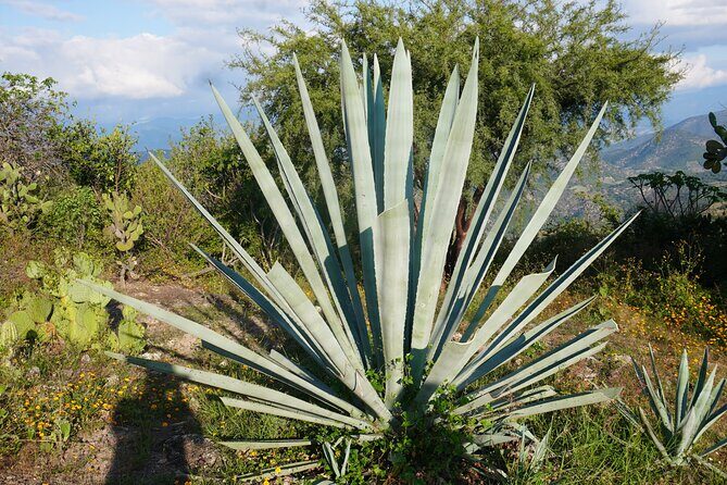 Oaxaca Day Trip Markets Hierve el Agua and Mezcal Tasting - A Deep Dive into the Day Trip from Puerto Escondido to Oaxaca