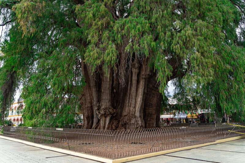 Oaxaca: El Tule tree, Teotitlan Village & Mezcal Tour - Feedback from Past Travelers