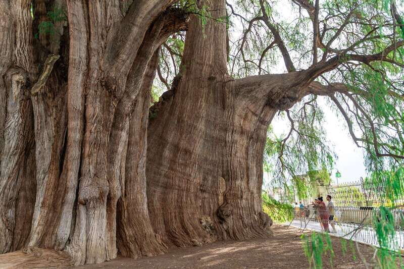 Oaxaca: El Tule tree, Teotitlan Village & Mezcal Tour - FAQ