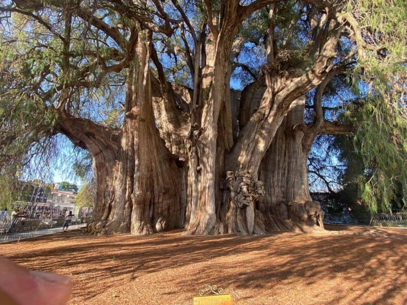 Oaxaca Hierve el Agua, Mitla, Árbol del Tule & Mezcal All-Inclusive - An In-Depth Look at the Tour Experience