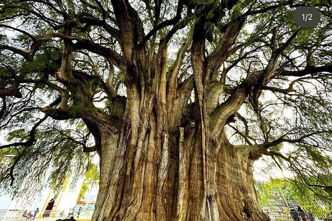 Oaxaca Hierve el Agua, Mitla, Teotitlán and Tule Tree - What the Tour Means for You