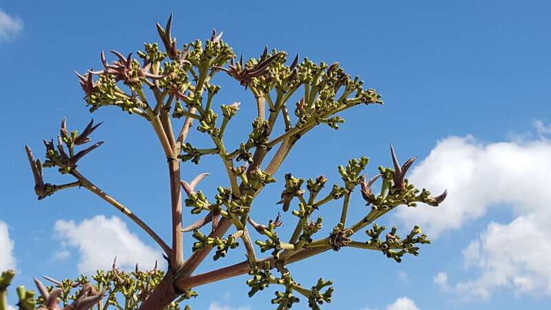 Oaxaca: Mezcal Adventure - FAQs