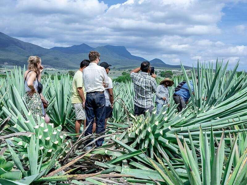 Oaxaca: Mezcal Distillery Tour with Tastings - FAQs