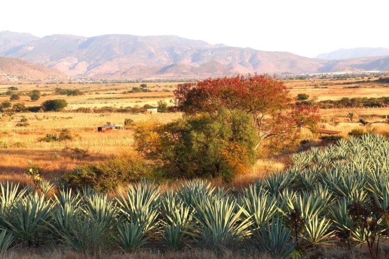 Oaxaca: Mezcal Tasting & Barrel Ride - FAQs