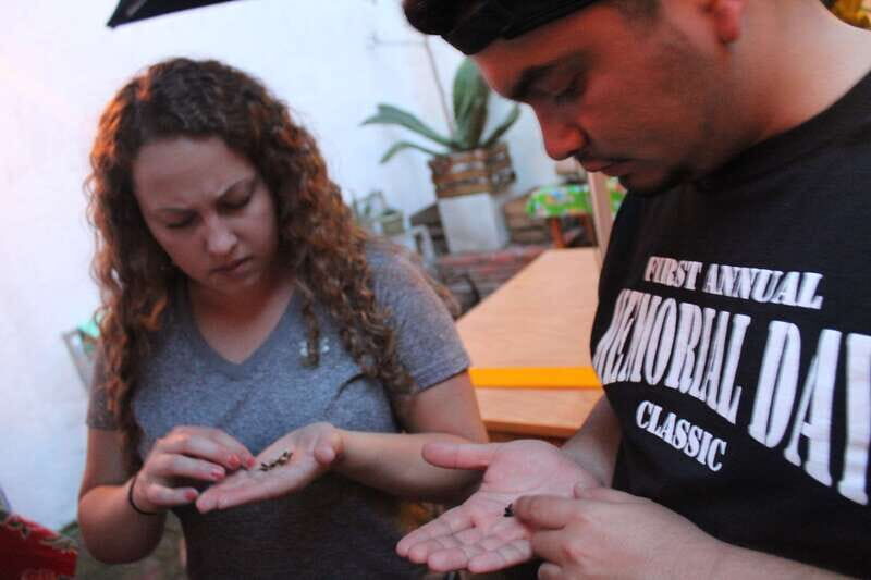 Oaxaca: Mezcal Tasting Session with Expert - A Practical Look at the Oaxaca Mezcal Tasting Experience