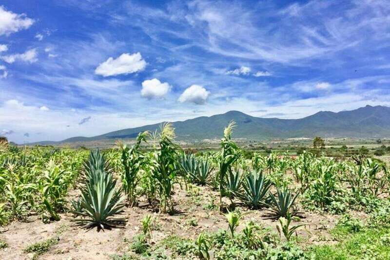 Oaxaca: Private Gastronomy and Culture Tour - A Closer Look at the Itinerary and Highlights
