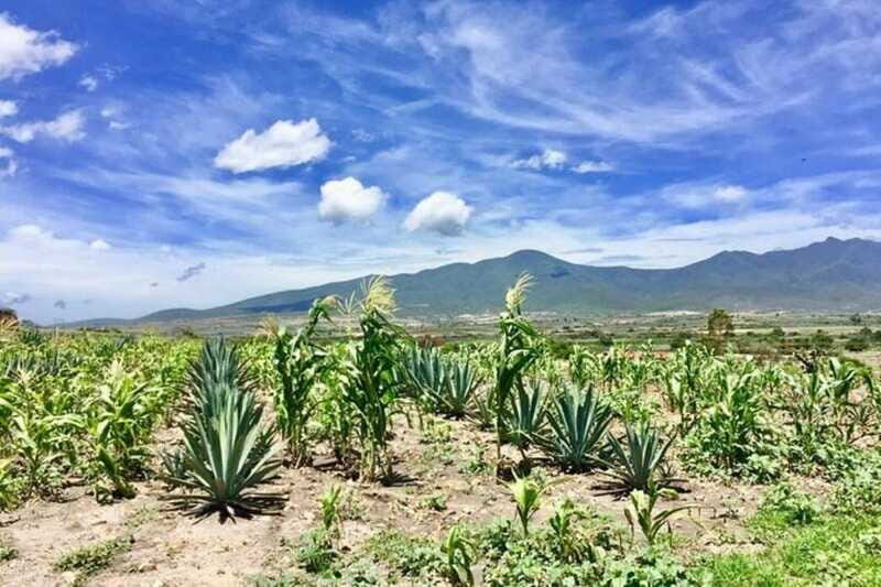 Oaxaca: Private Gastronomy and Culture Tour - The Sum Up